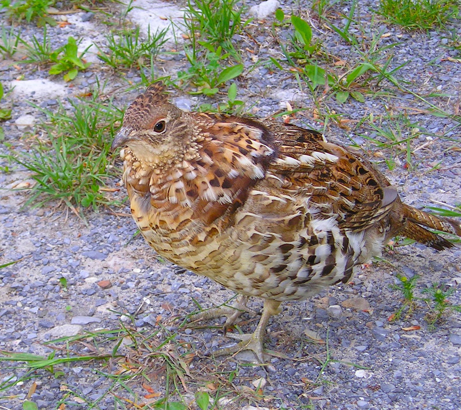 Look at the Grouse! – As I Went Walking